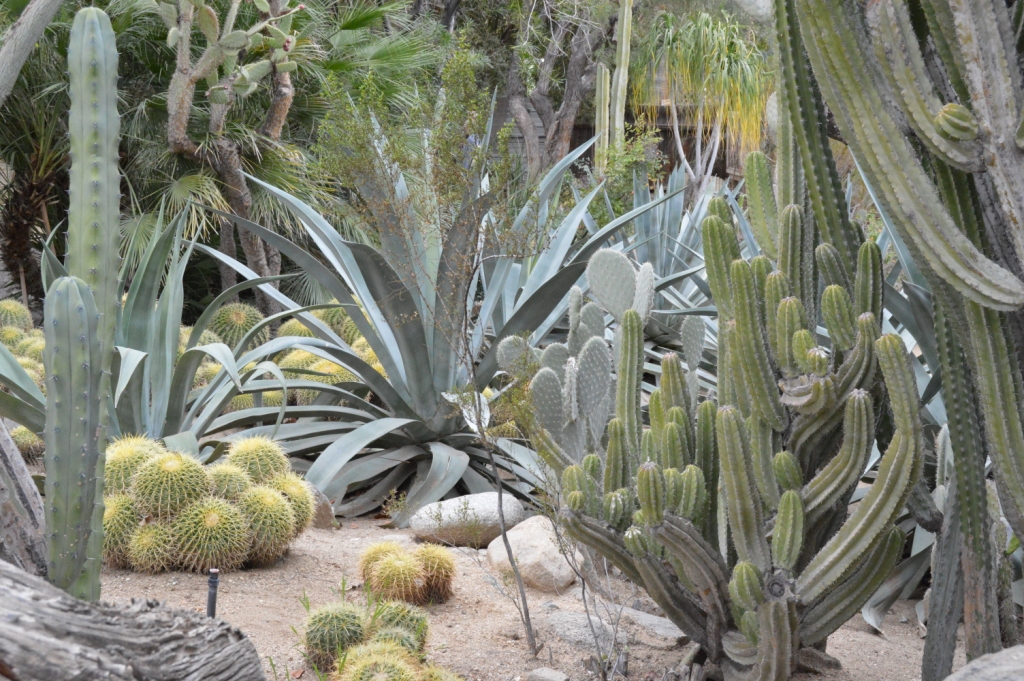 Cactus Gardens | Pullingweeds