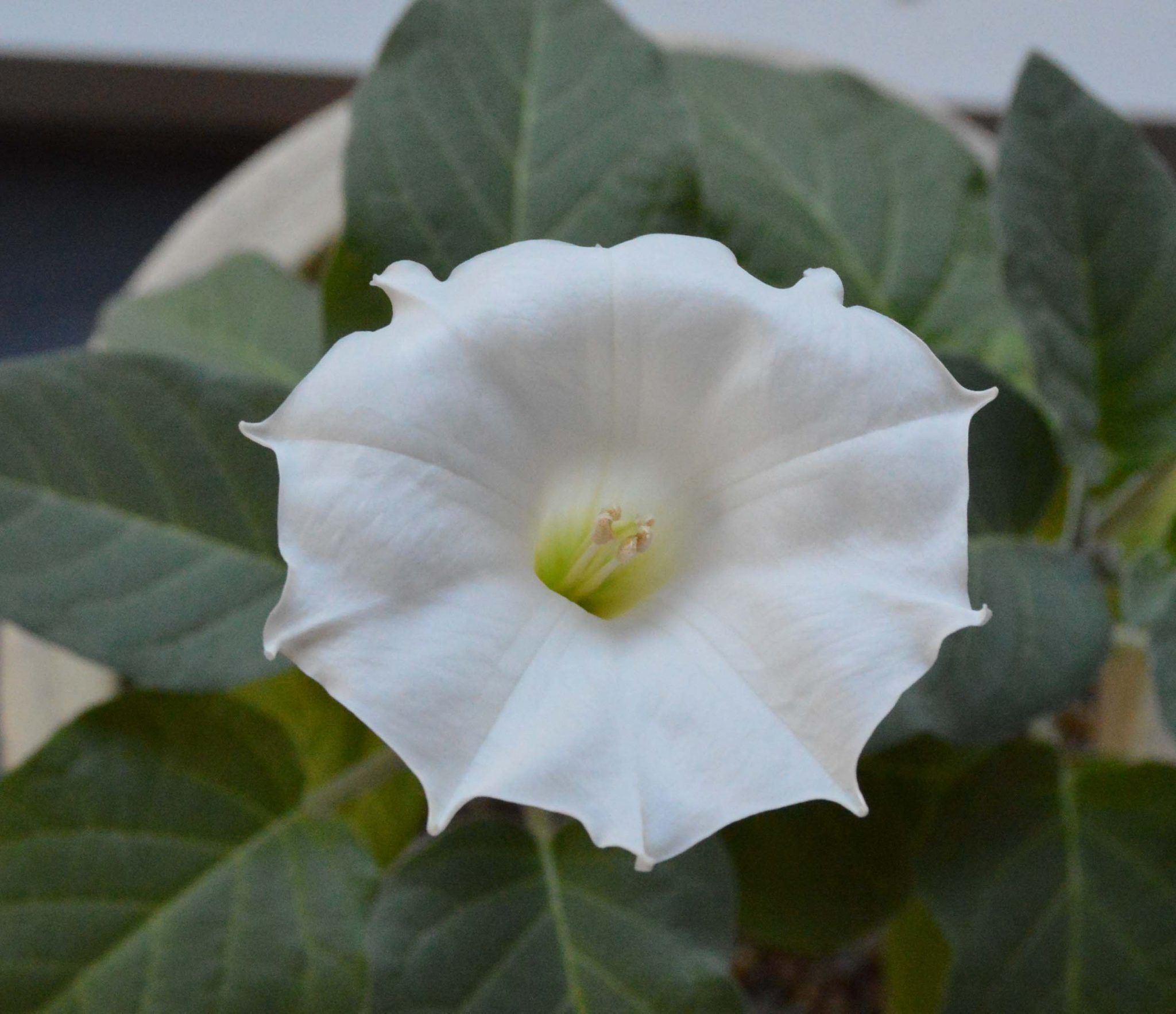 Sacred Datura… | Pullingweeds