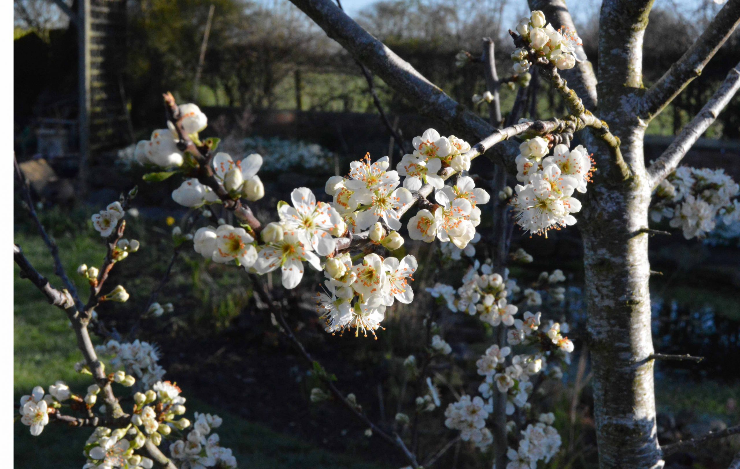 Early flowers | Pullingweeds
