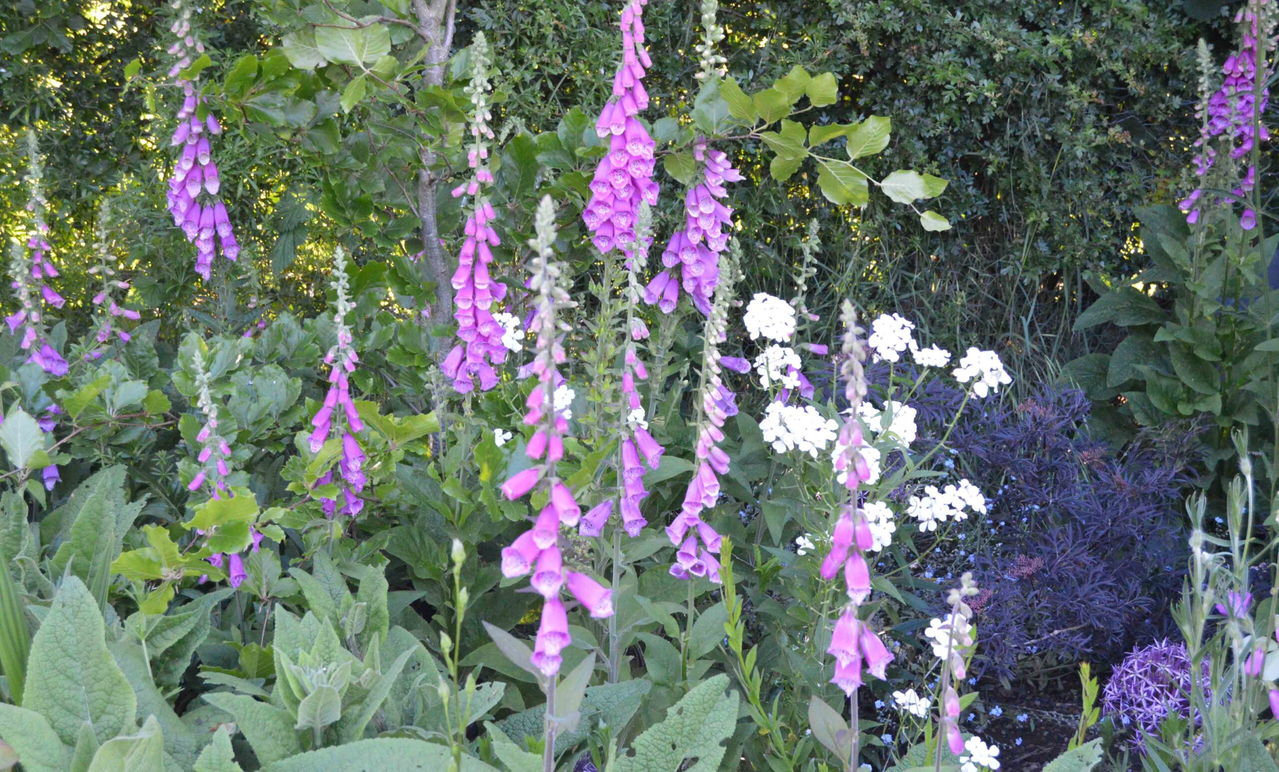 Foxgloves | Pullingweeds