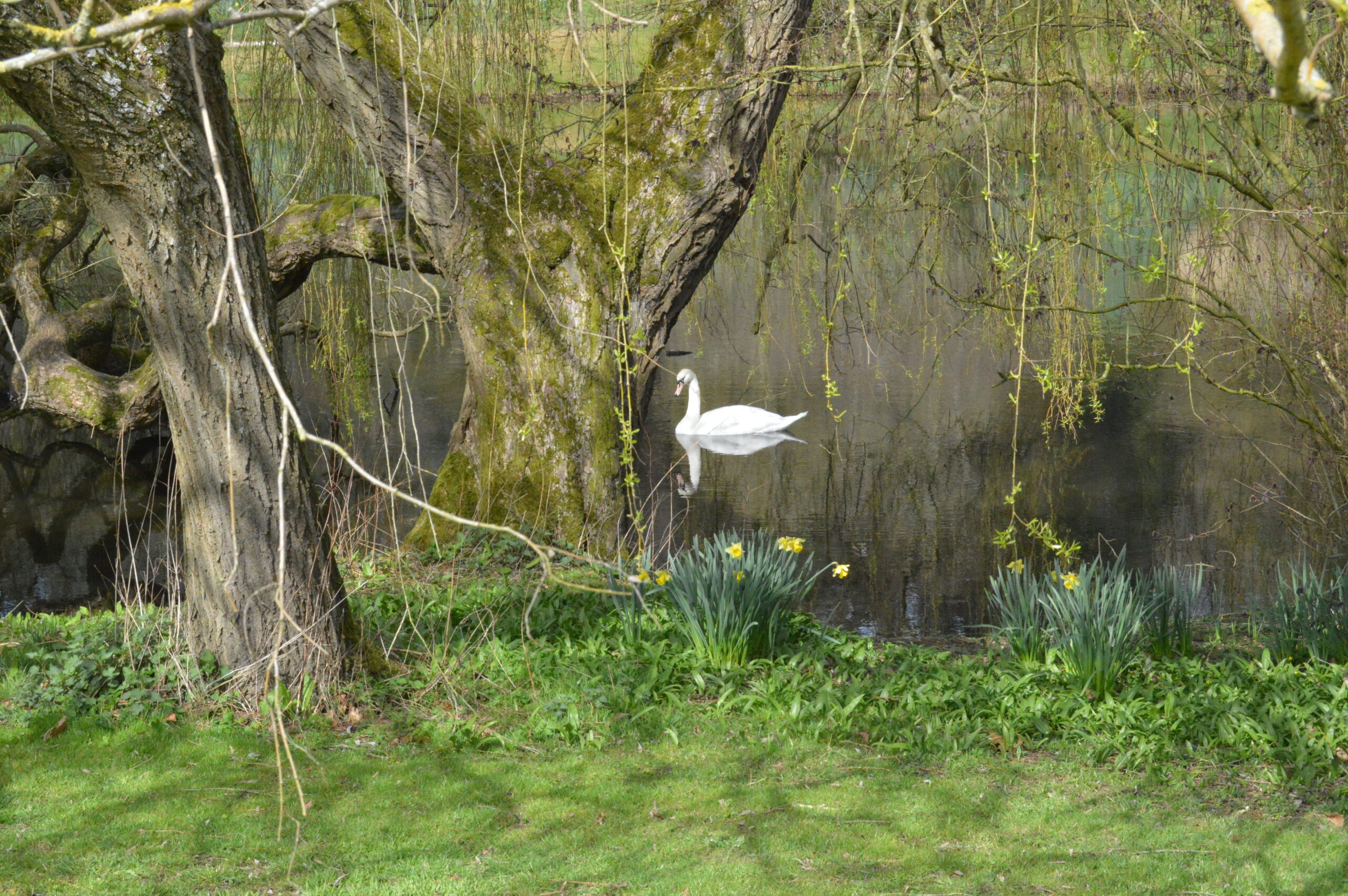 Hodnet Gardens March 2025 | Pullingweeds